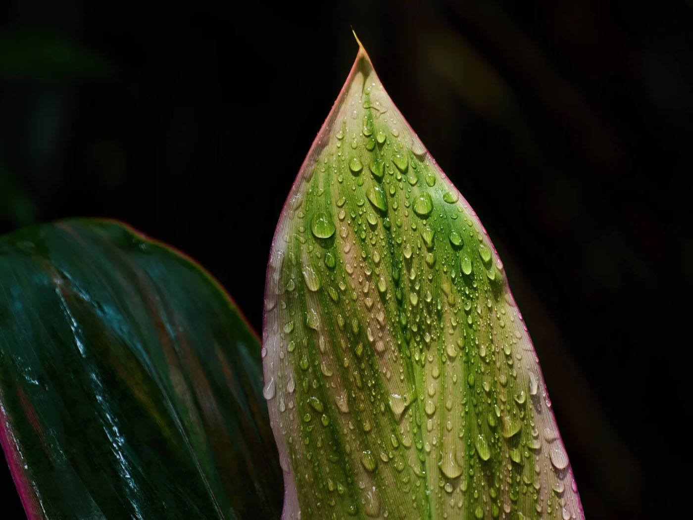 Pergear: Ανακοίνωσε το νέο φακό 60mm f/2.8 macro ΙΙ! | pttl.gr