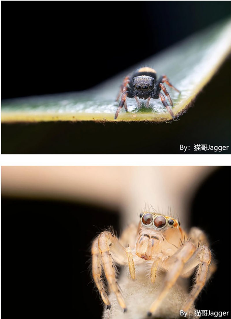 Κυκλοφόρησε ο νέος φακός AstrHori 25mm f/2.8 2.0-5.0x macro! | pttl.gr