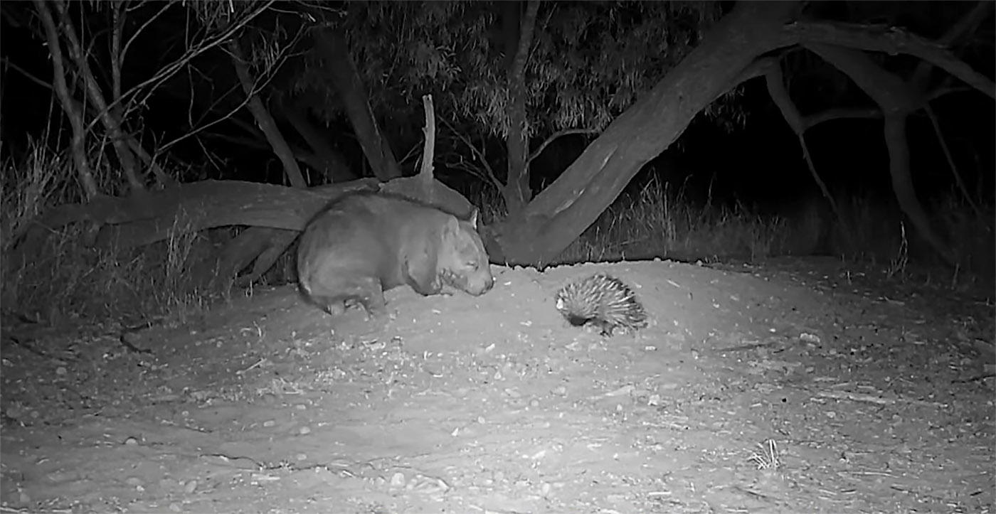Camera Trap: Δείτε μια αναπάντεχη συνάντηση μεταξύ Φασκωλόμυ και ...