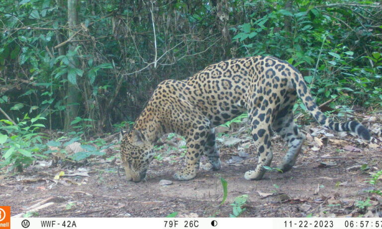 Google: Νέο AI μοντέλο αναγνωρίζει τα είδη άγριας ζωής! | pttl.gr